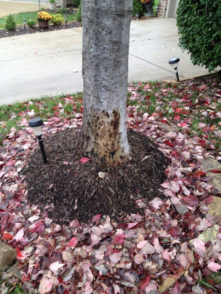 Red Maple with Poor Root System - Hendrickson Tree Care Kansas City, MO