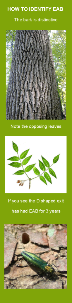 how-to-identify-eab - Hendrickson Tree Care Kansas City, MO